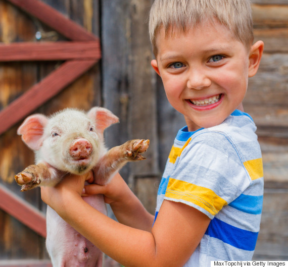 'Potatoes Come From Pigs': New Survey Shows Children Have No Idea Where ...