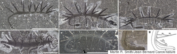 Hallucigenia Fossil Worm, Earth's Weirdest Creature Has A Face ...