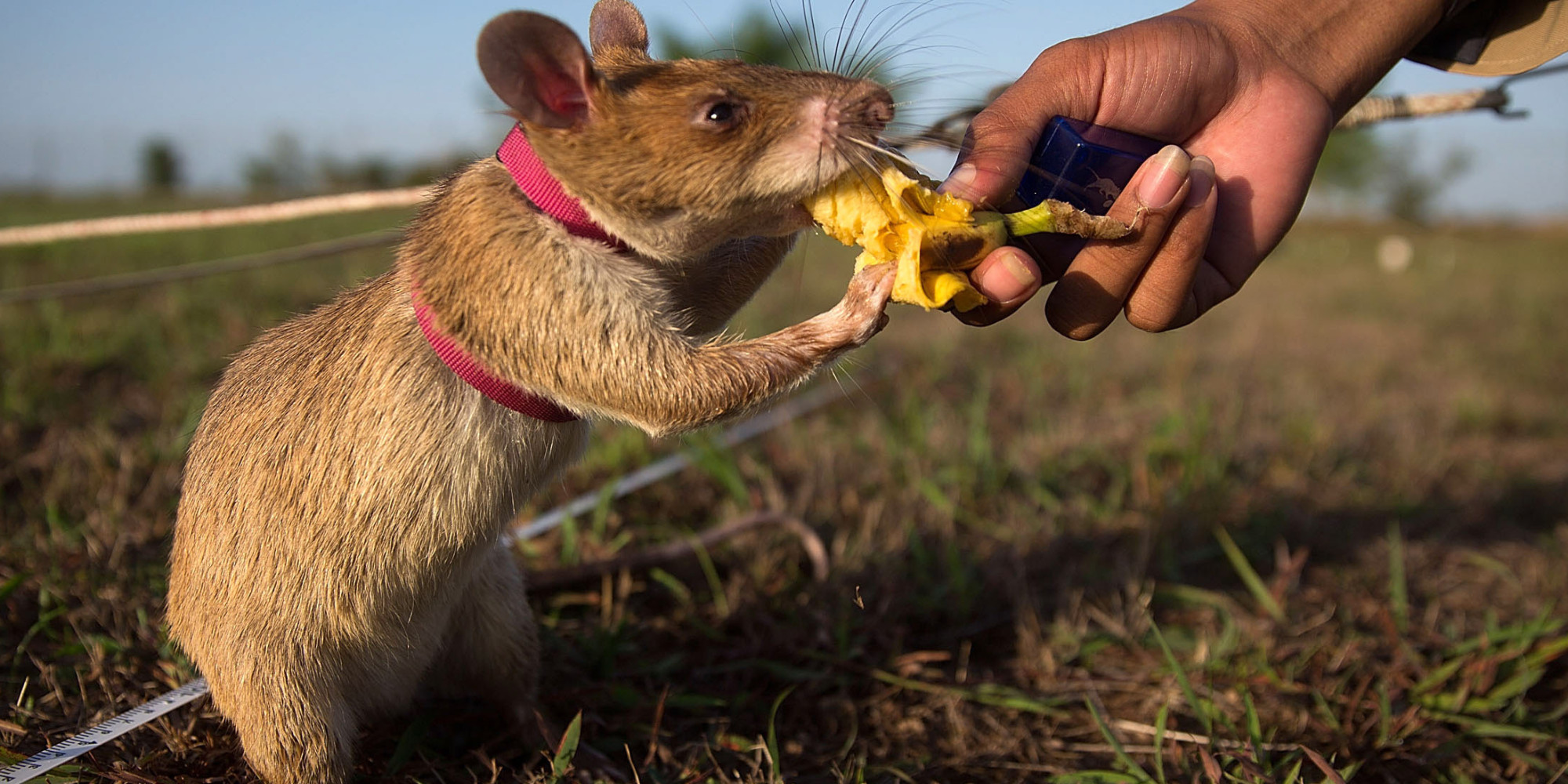 Meet the 'hero rats' clearing Cambodia's landmines: It takes humans ...