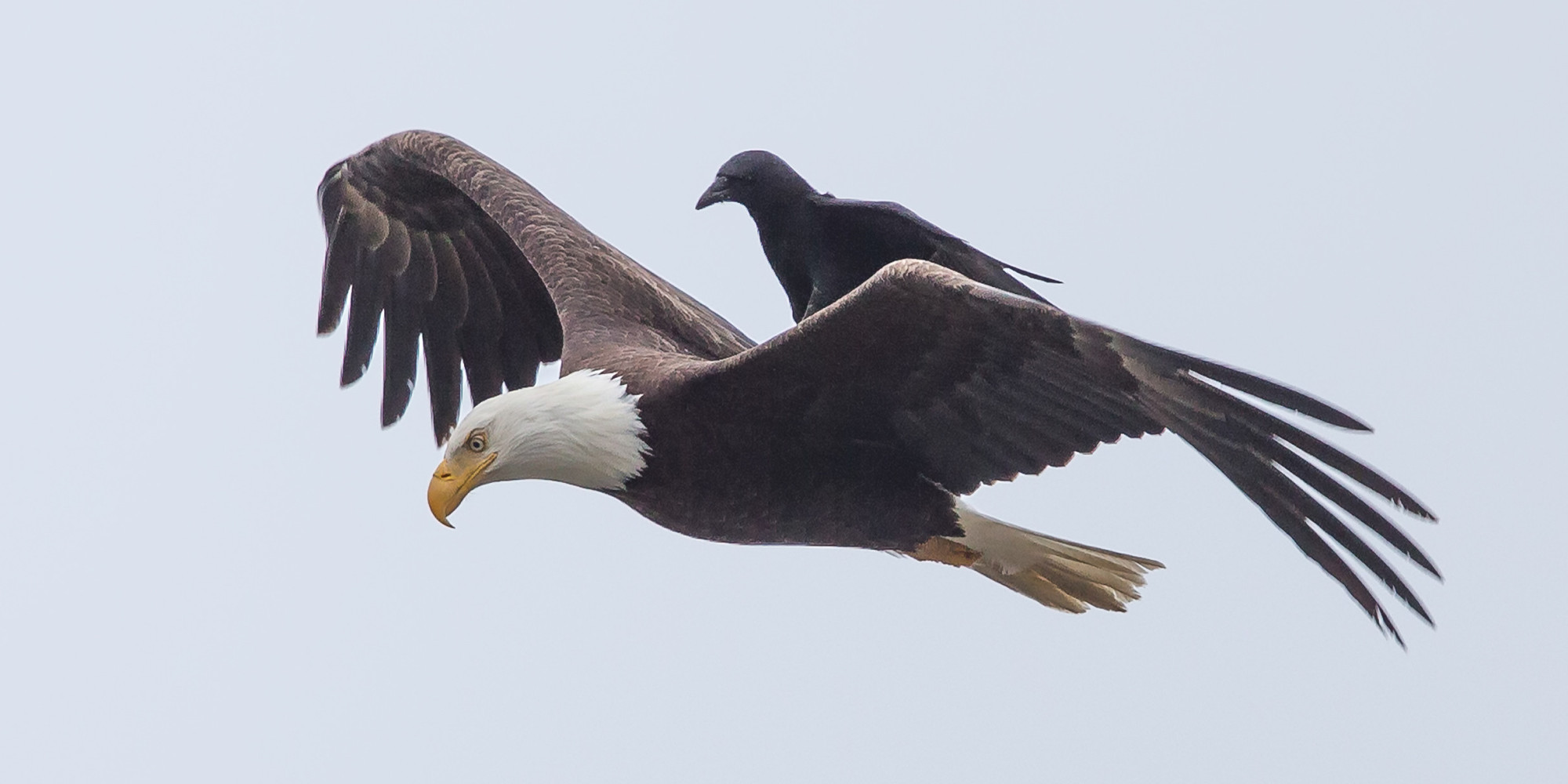 Crow Rides On Eagle Like It's No Big Deal | HuffPost Crow Rides On Eagle Like It's No Big Deal | HuffPost