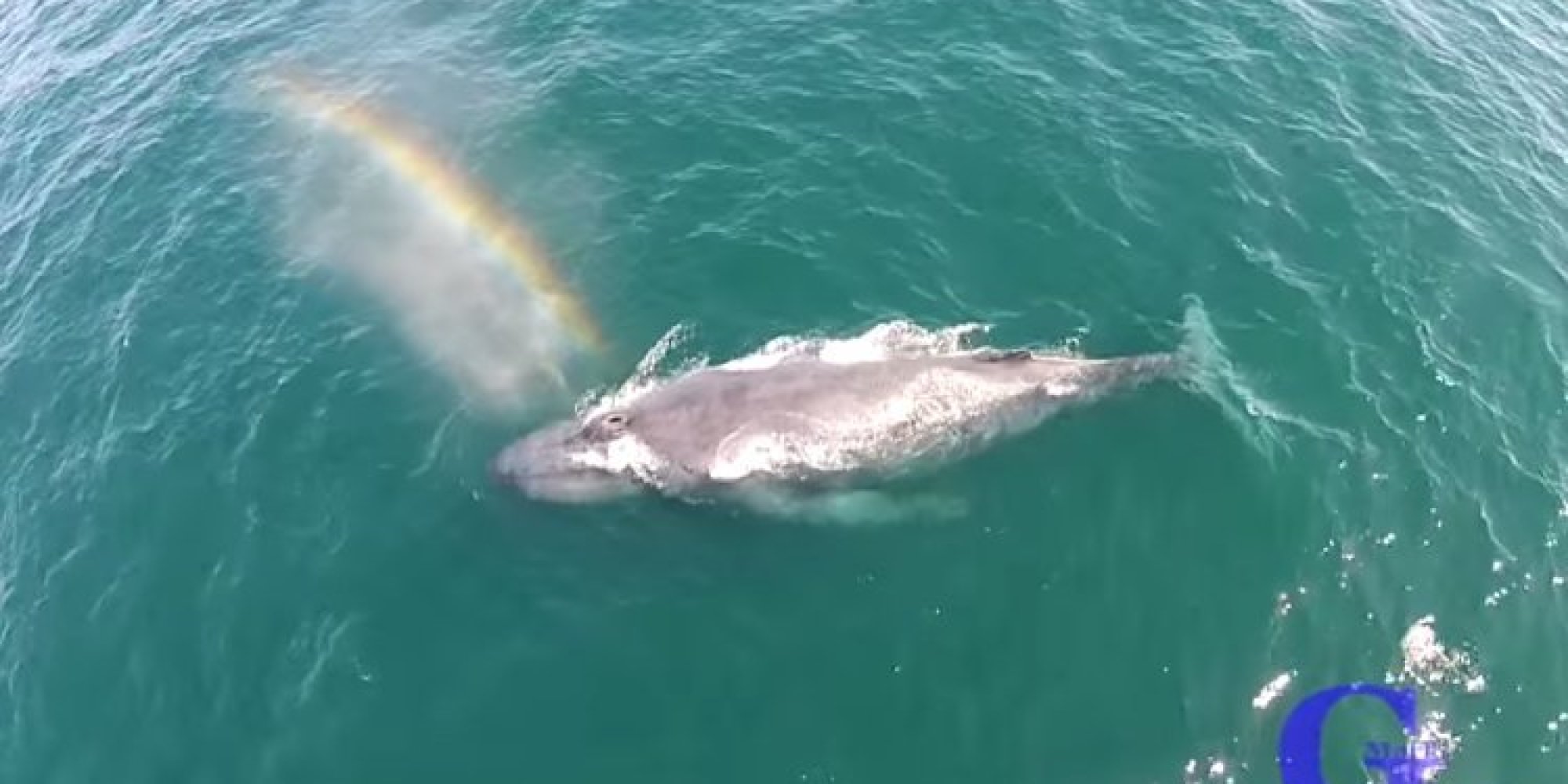 This Glorious Rainbow-Spouting Humpback Whale Is The Queen Of The Ocean ...