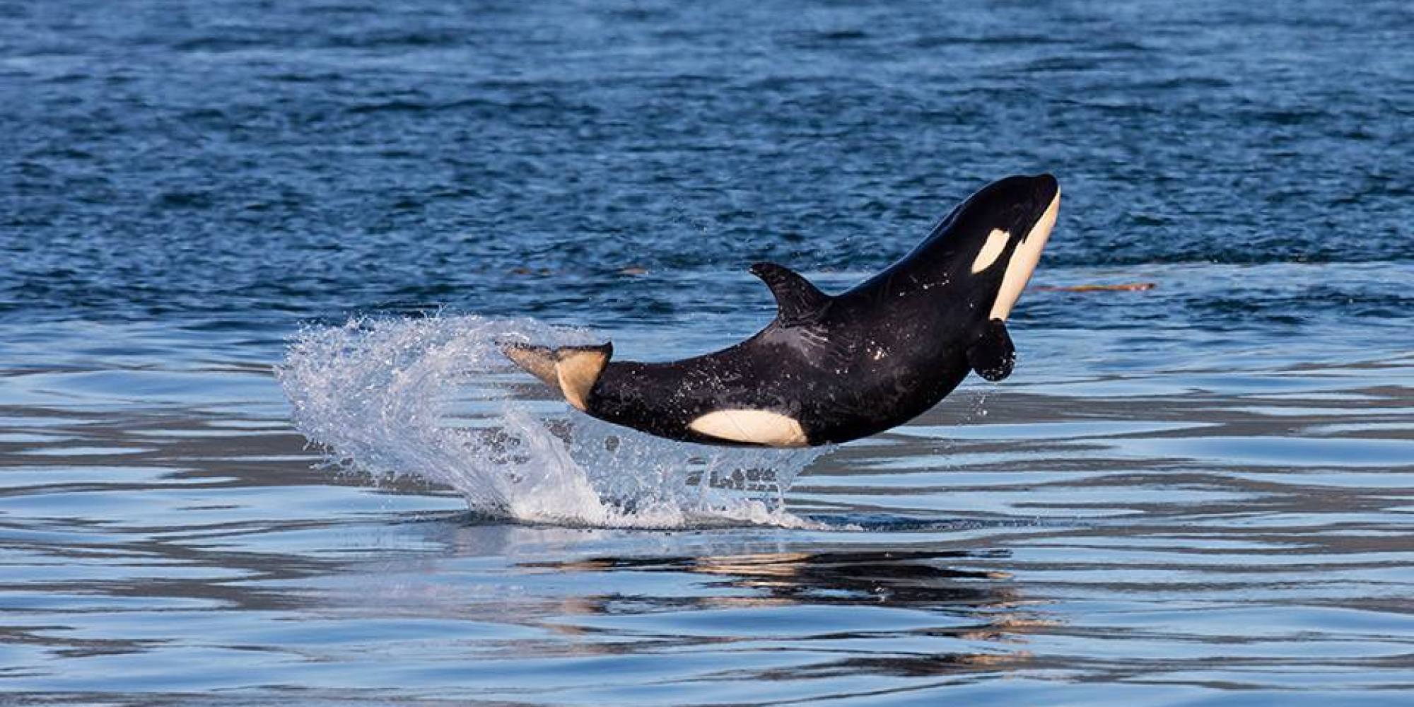 La imagen de esta ballena bebé saltando de felicidad es pura ...