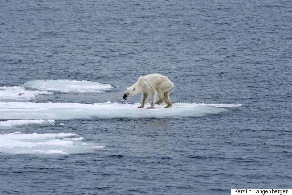 Photographer Links Heartbreaking Image Of Polar Bear To Climate Change ...