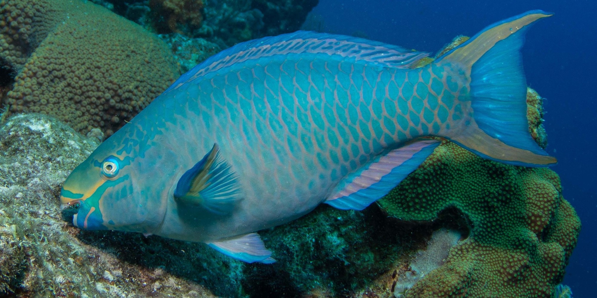 Blueprint for Oceans in Parrotfish Paradise | HuffPost