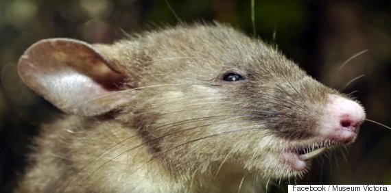 Hog-Nosed Shrew Rat Discovered By Australian Scientists Has Extra Long ...