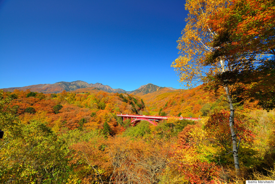 紅葉、八ヶ岳で本格シーズン 深紅に染まる木々に映える「赤い橋」 山梨県北杜市【画像】 | HuffPost Japan