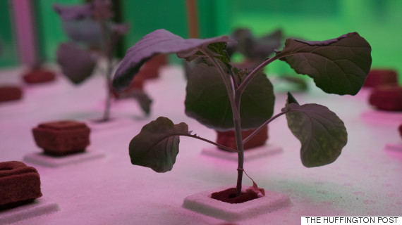 Food Computer Set To Alleviate Global Food Crisis Using 'Climate ...