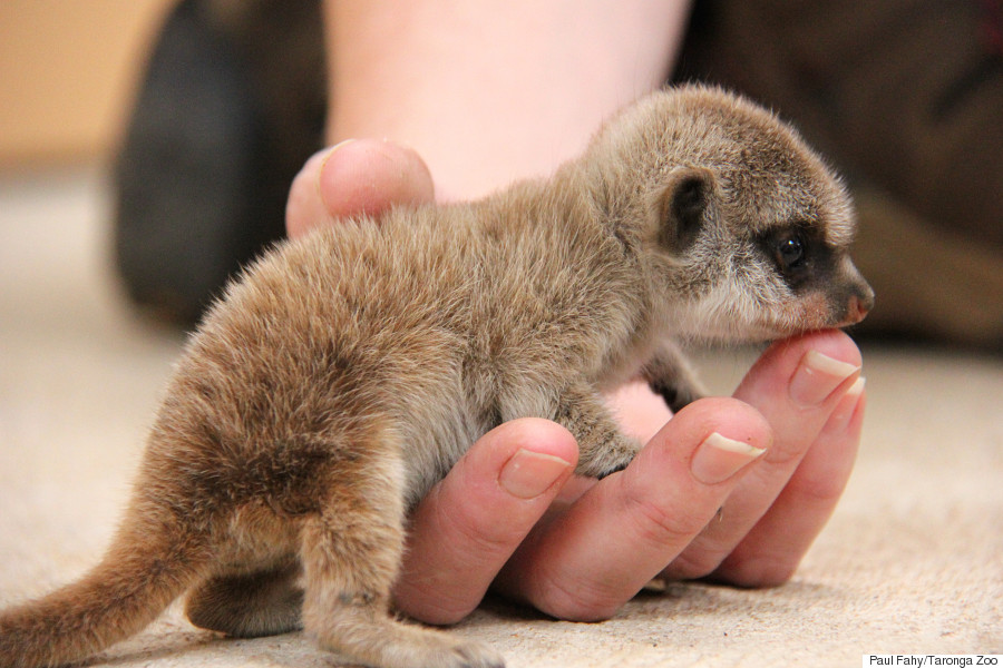 Meerkat Pups Have Been Born At Taronga Zoo And They Are Super Cute ...