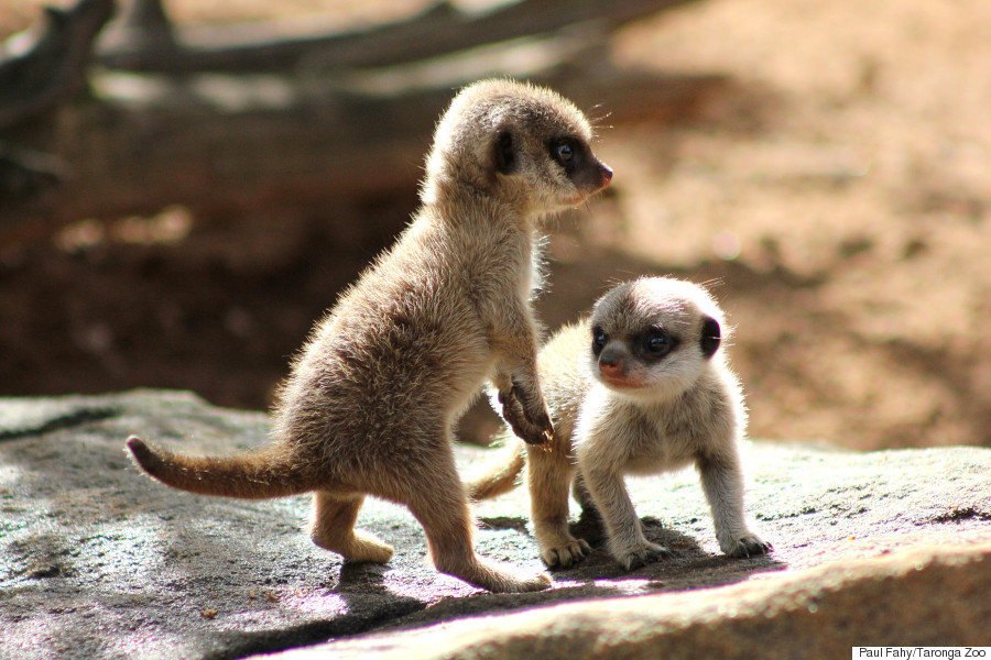 Meerkat Pups Have Been Born At Taronga Zoo And They Are Super Cute ...