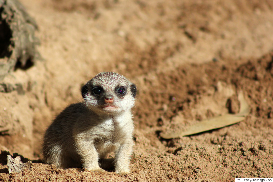 Meerkat Pups Have Been Born At Taronga Zoo And They Are Super Cute ...