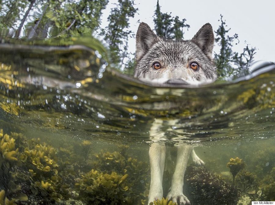 Sea Wolf Photo Shot In B.C. Earns National Geographic Award | HuffPost ...