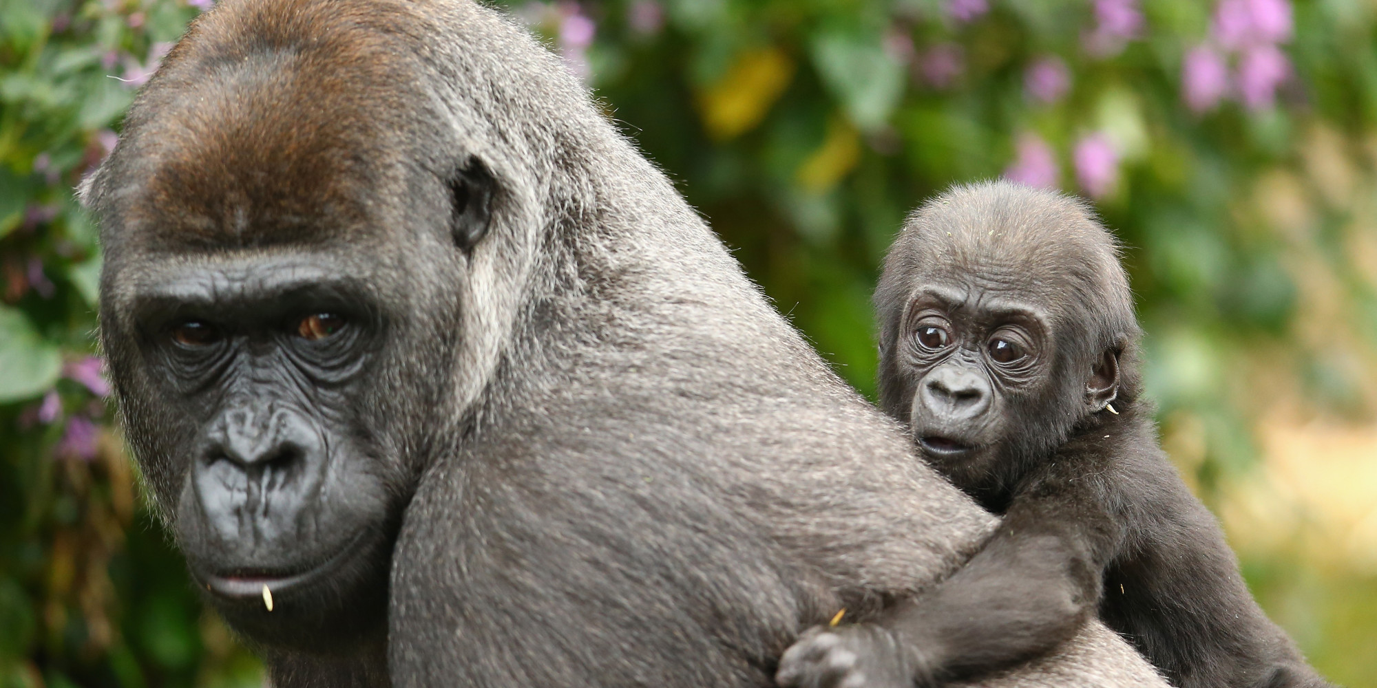 Old Dogs Gorilla