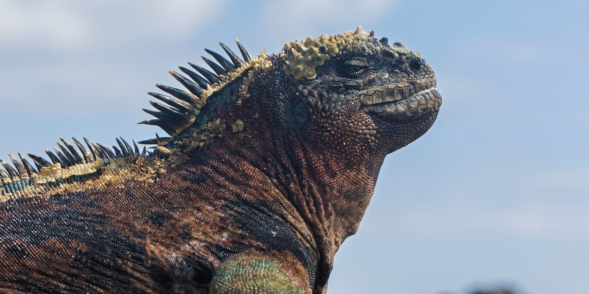 Uncovering the Mystery of the Sneezing Galápagos Iguana | HuffPost