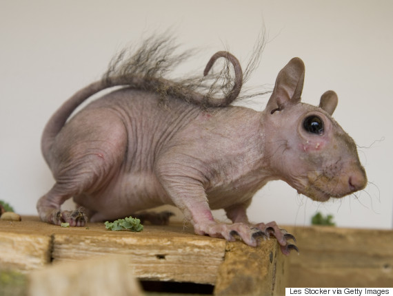 동물에게 털이 없다면 한눈에 알아볼 수 있을까?(사진)