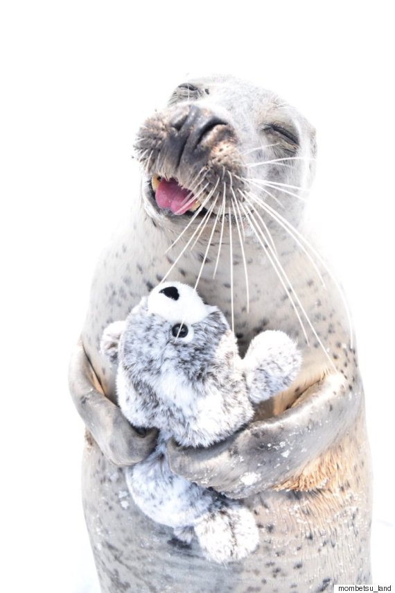 「この微笑みを見て」ぬいぐるみを抱っこするアザラシが世界を魅了 | HuffPost Japan