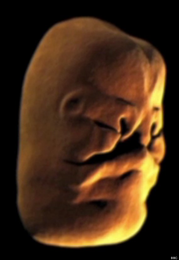 How The Face Forms In The Womb: Time Lapse Animation Reveals Embryo's ...