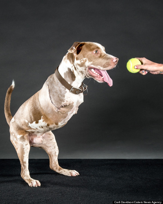 Pitbull Named London Who Lost Front Legs Learns To Walk On Hind Limbs ...