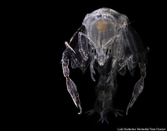 Tara Research Vessel Discovers One Million New Species Of Microscopic ...