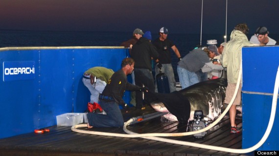 GPS Shark Tracker Tool Lets You Keep Tabs On Great Whites (PICTURES ...