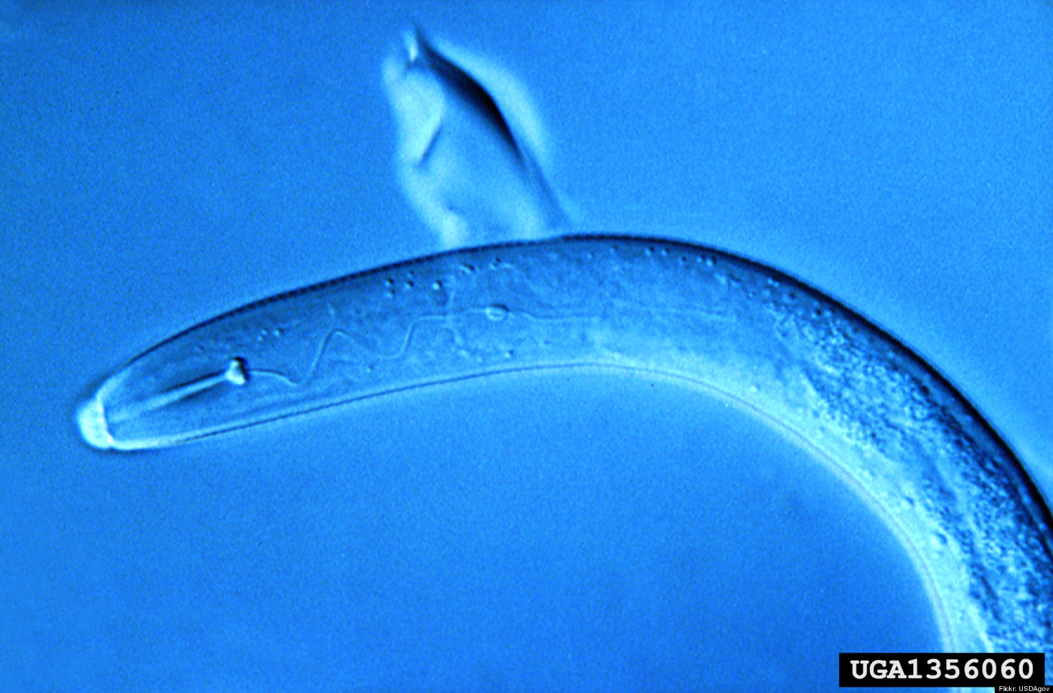 How Do Skin-Penetrating Nematodes Find Your Feet as You Walk Barefoot ...