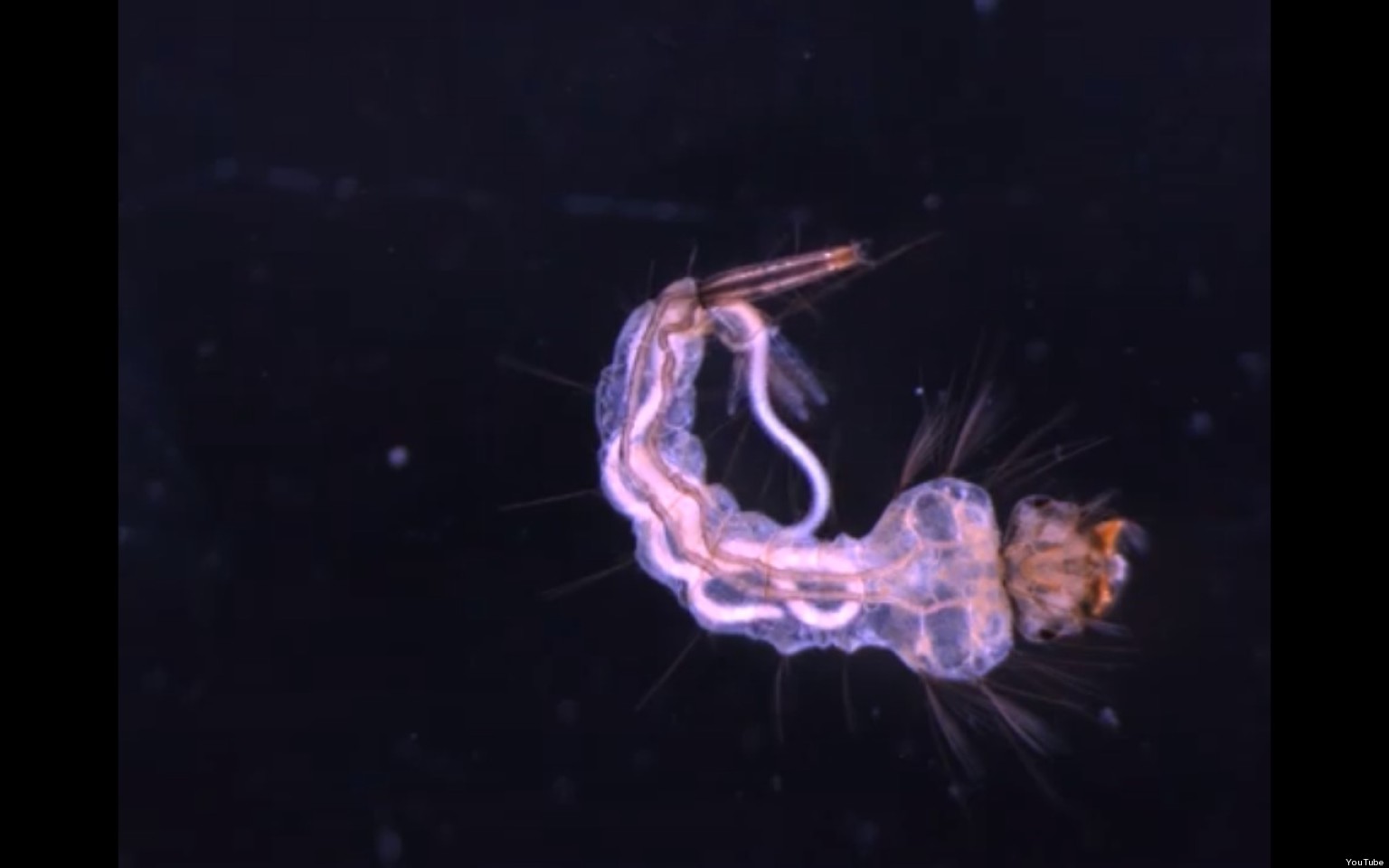 What Are Parasitic Nematodes