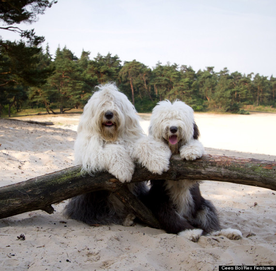 Picture Of The Day: Old English Sheepdogs Hanging Out Together ...