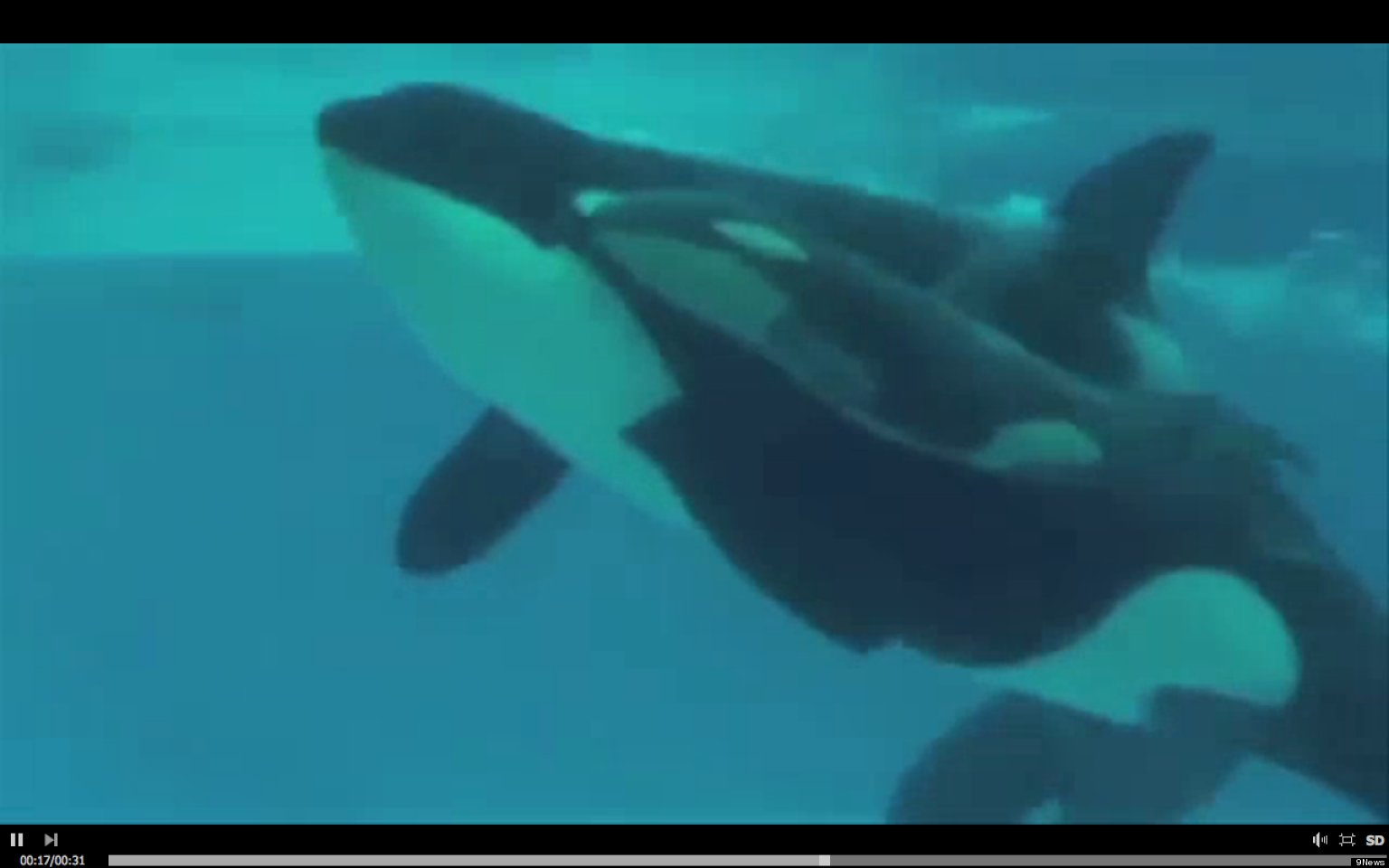 Kasatka, SeaWorld Killer Whale, Gives Birth Underwater In Amazing Video ...